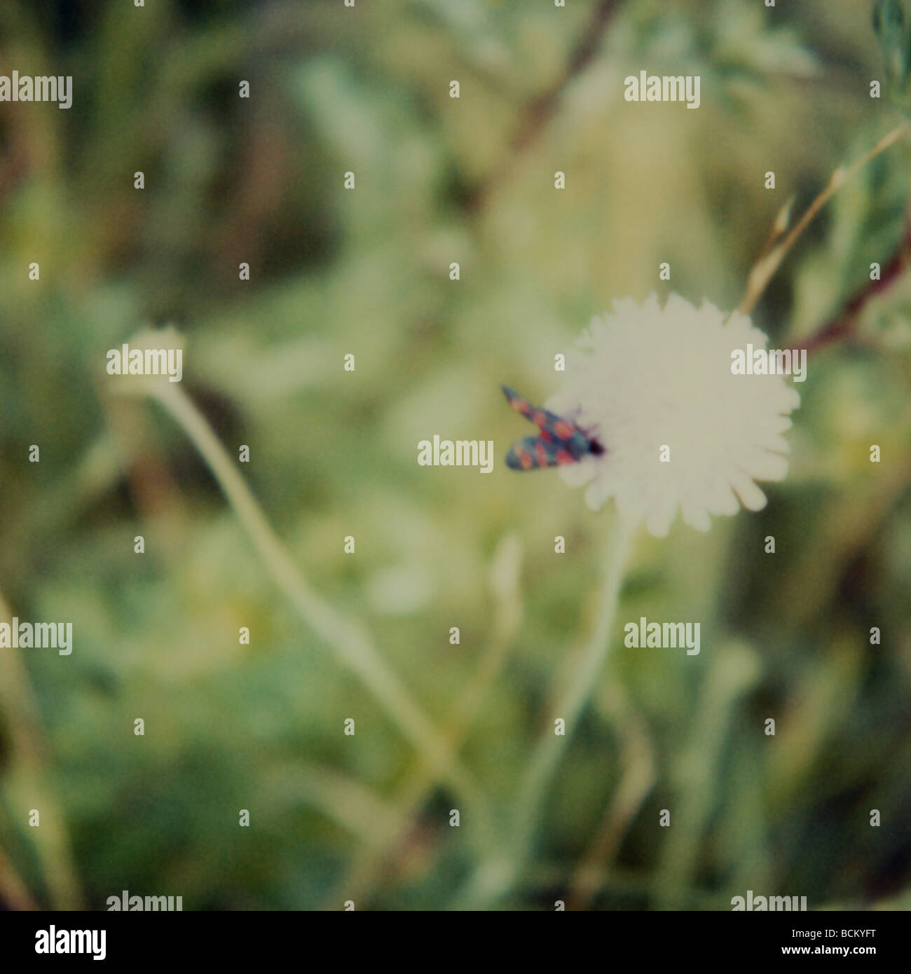 Insect flower plant hi-res stock photography and images - Alamy