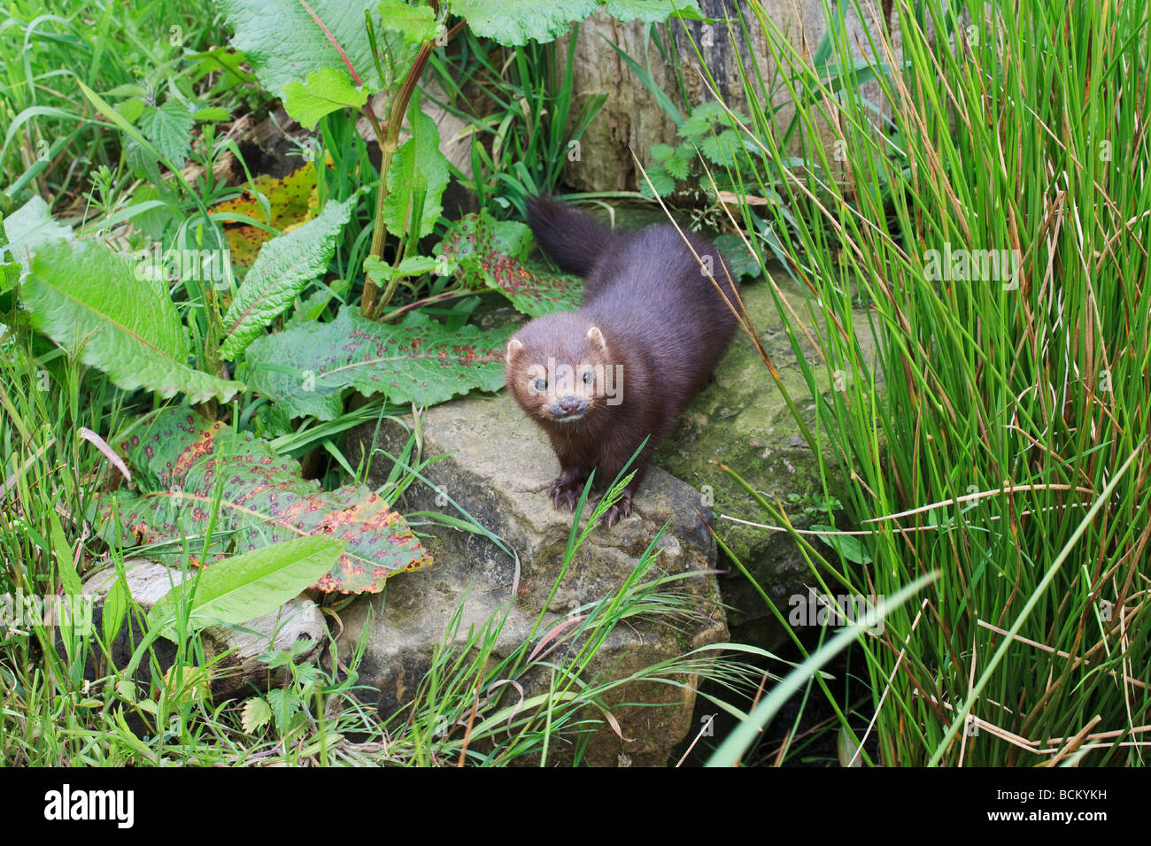 An American Mink in rocks at the waters edge photographed at the ...