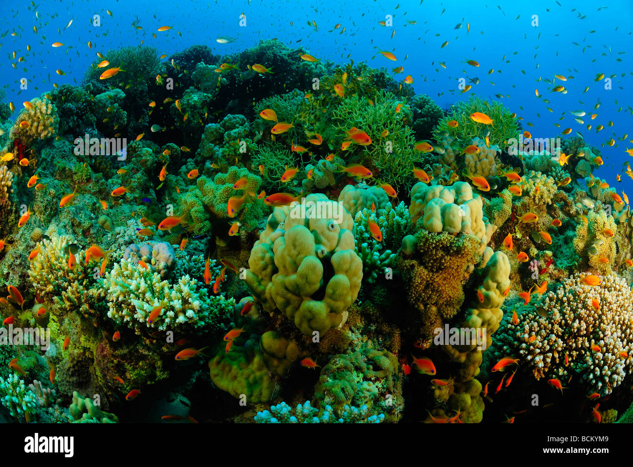 Head a coral reef surrounded by fish in the Red Sea Stock Photo - Alamy