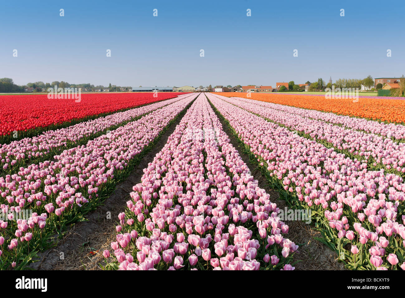 Tulip fields of the Bollenstreek near Noordwijkerhout, South Holland ...