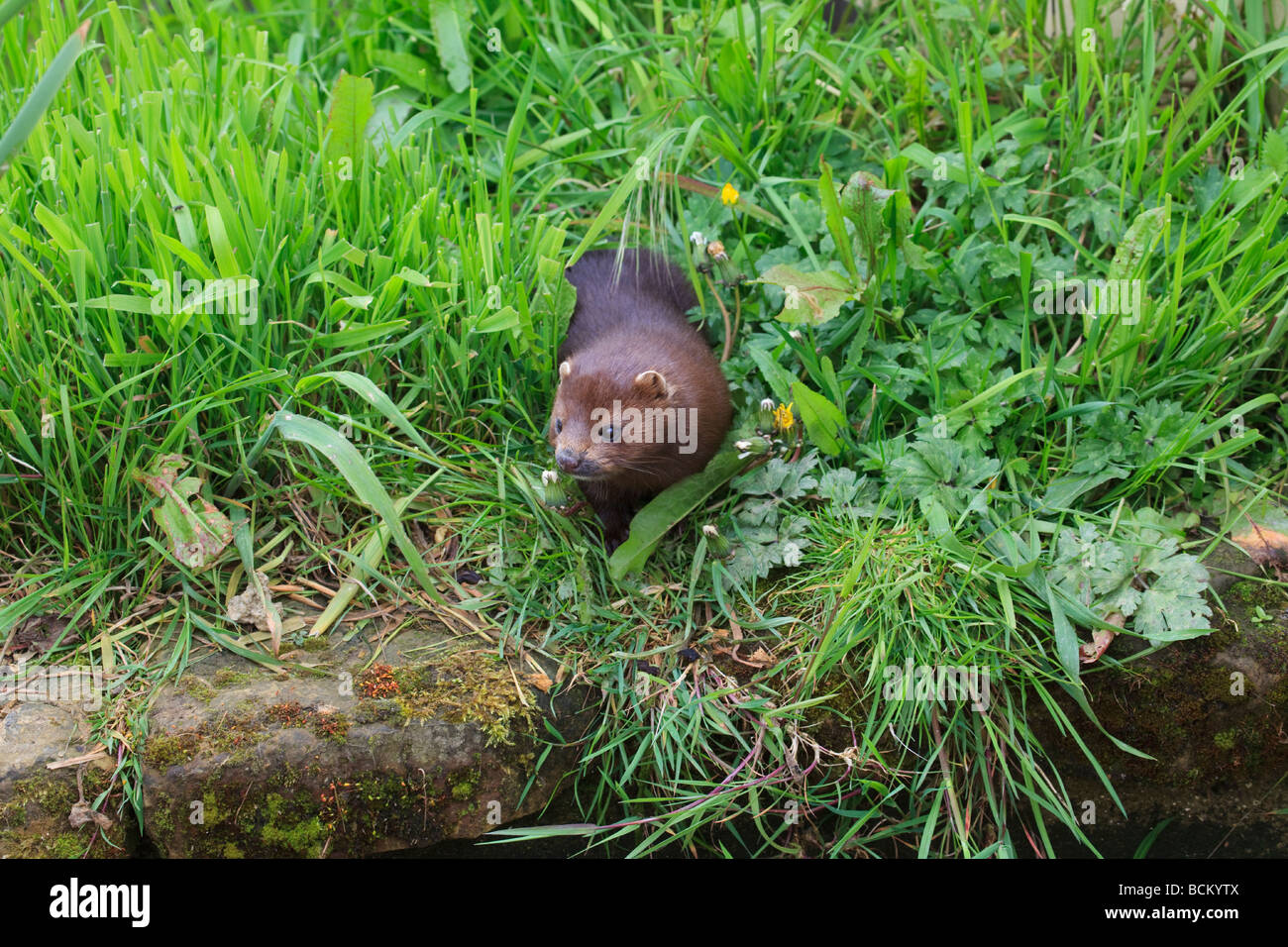 Weasel family hi-res stock photography and images - Alamy