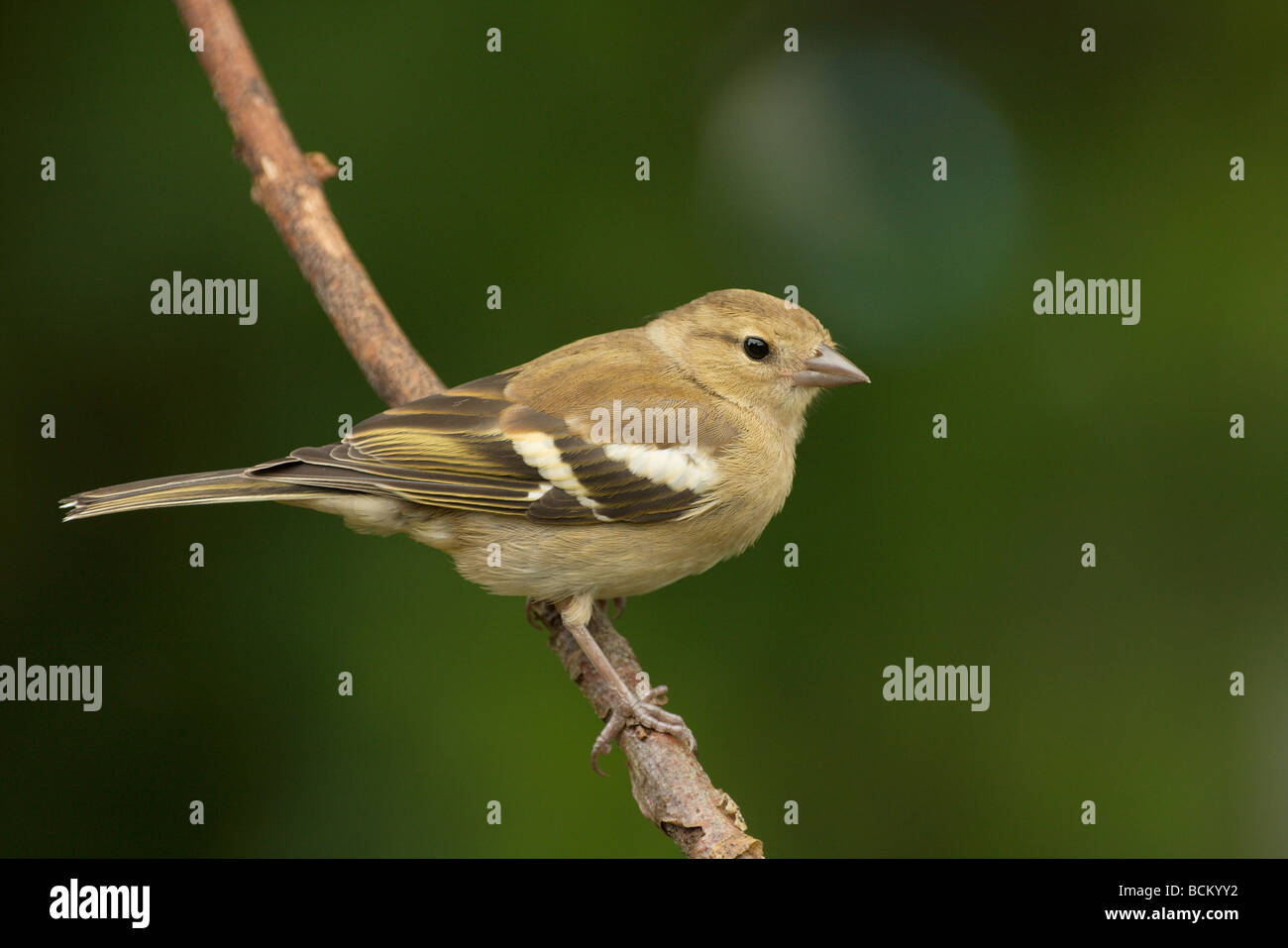 a female chaffinch in a woodland setting Stock Photo - Alamy