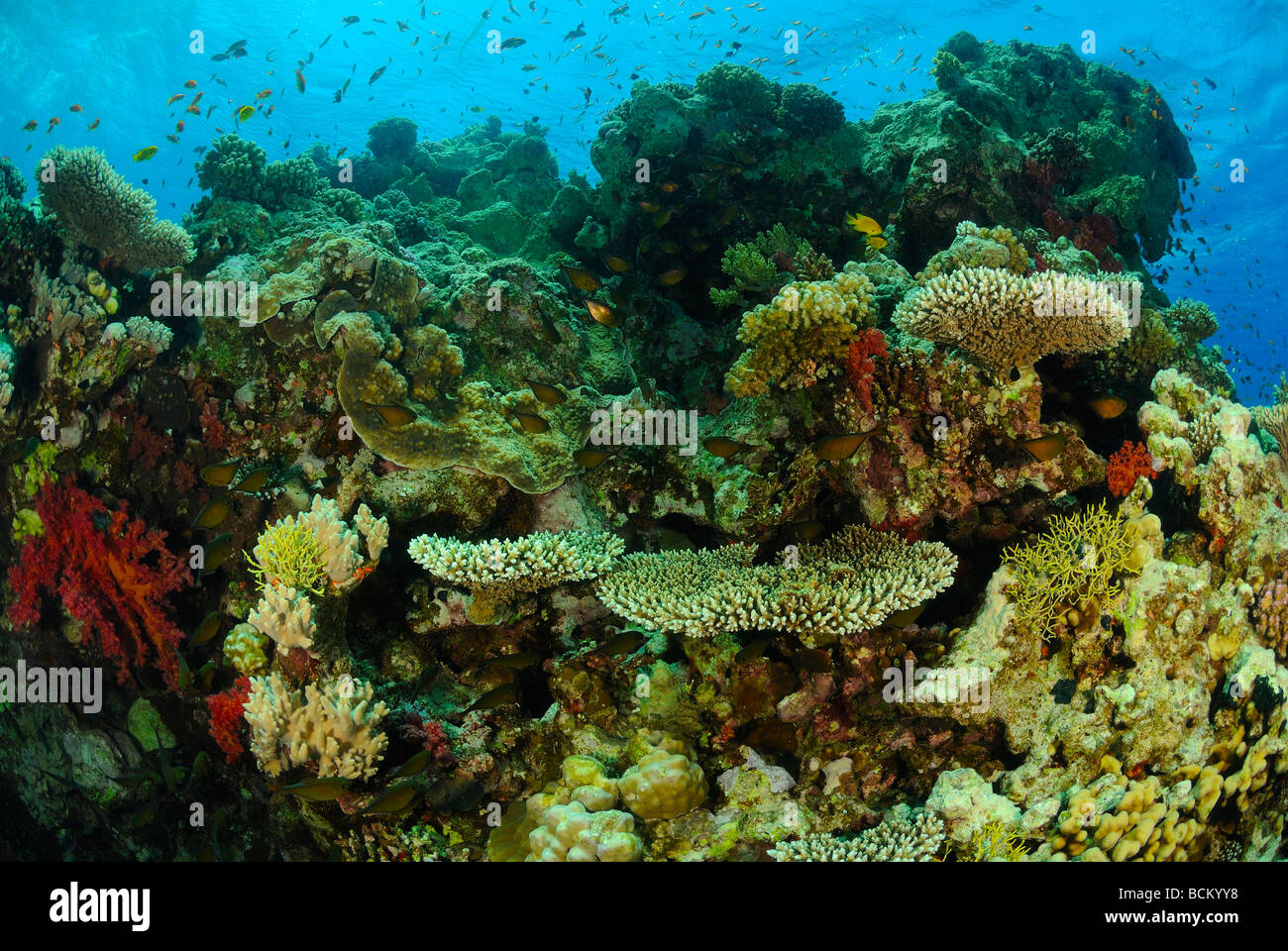 Head of a coral reef in the Red Sea Stock Photo - Alamy
