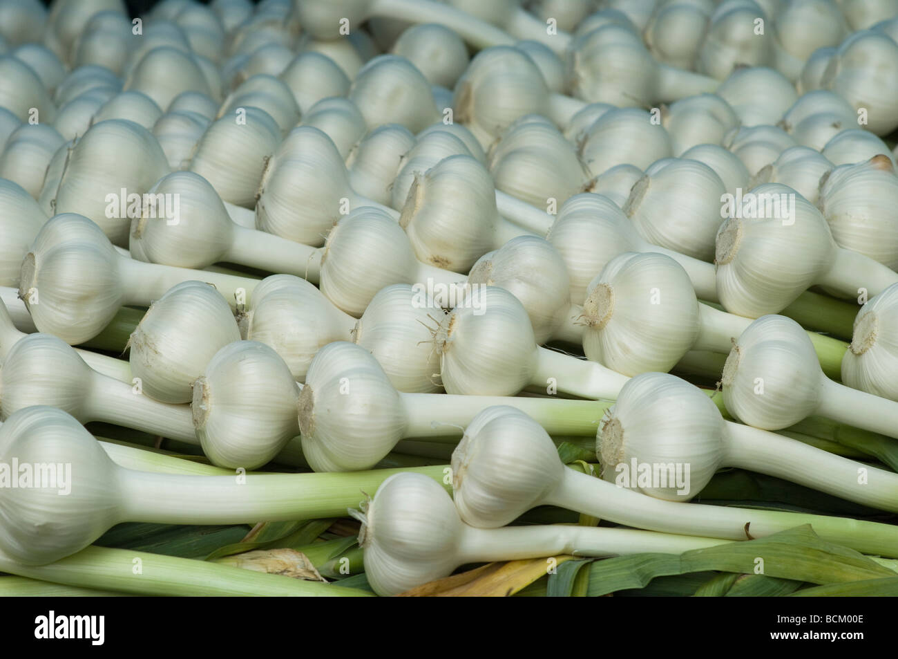 Elephant garlic plants hi-res stock photography and images - Alamy