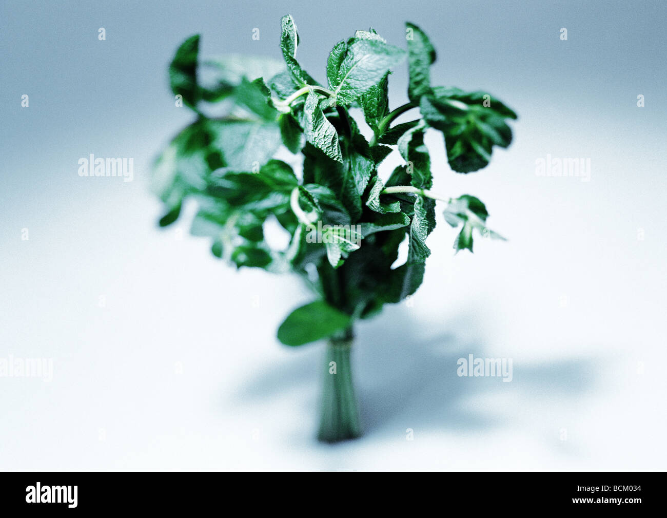 Medicinal plants and flavors hi-res stock photography and images - Alamy