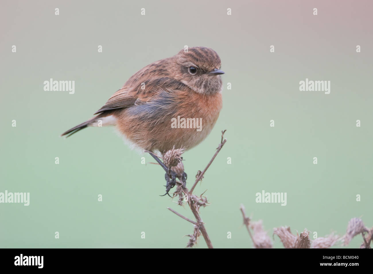 Stonechat uk hi-res stock photography and images - Alamy