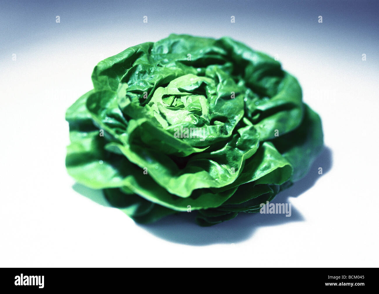 Head of lettuce Stock Photo - Alamy