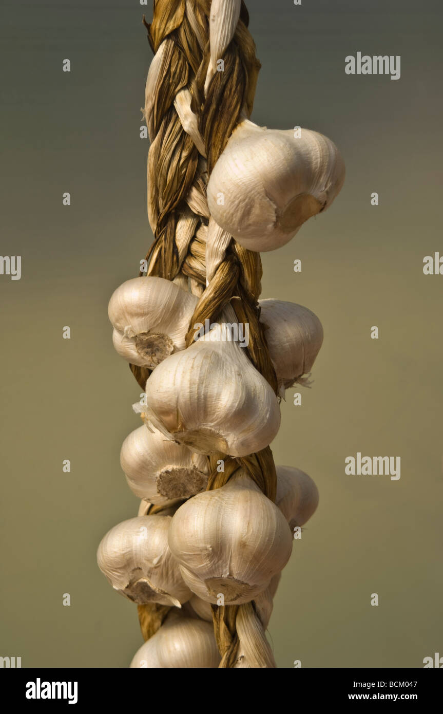 Drying braid of elephant garlic Stock Photo - Alamy