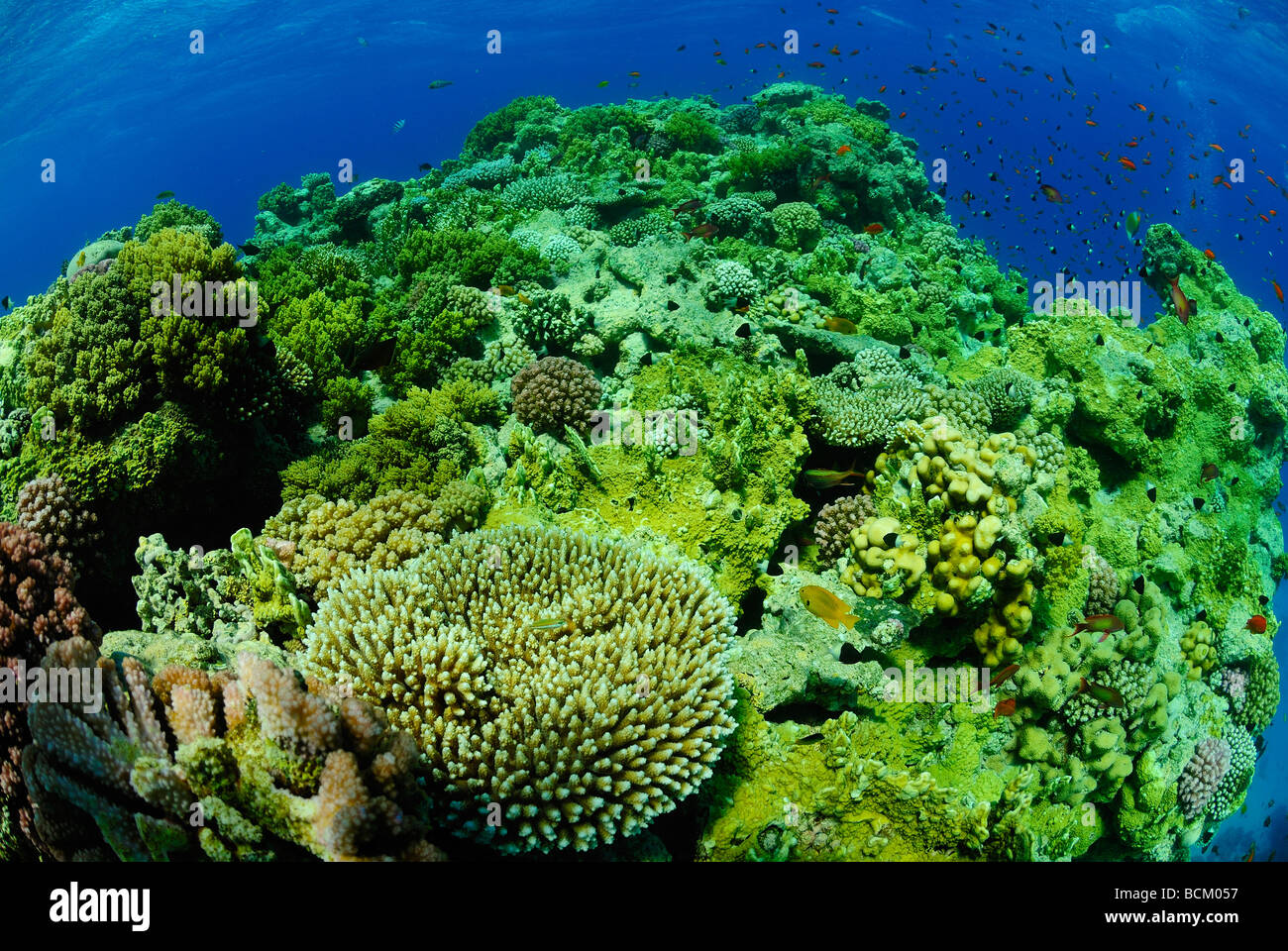 Top of a coral reef close to surface in the Red Sea Stock Photo - Alamy