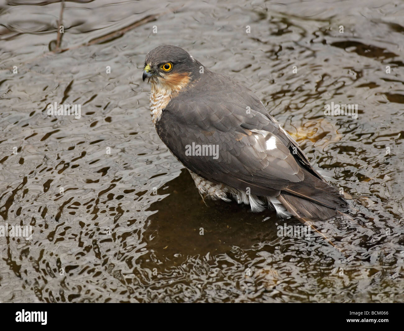 Sparrowhawk, bathing in shallow water Stock Photo - Alamy
