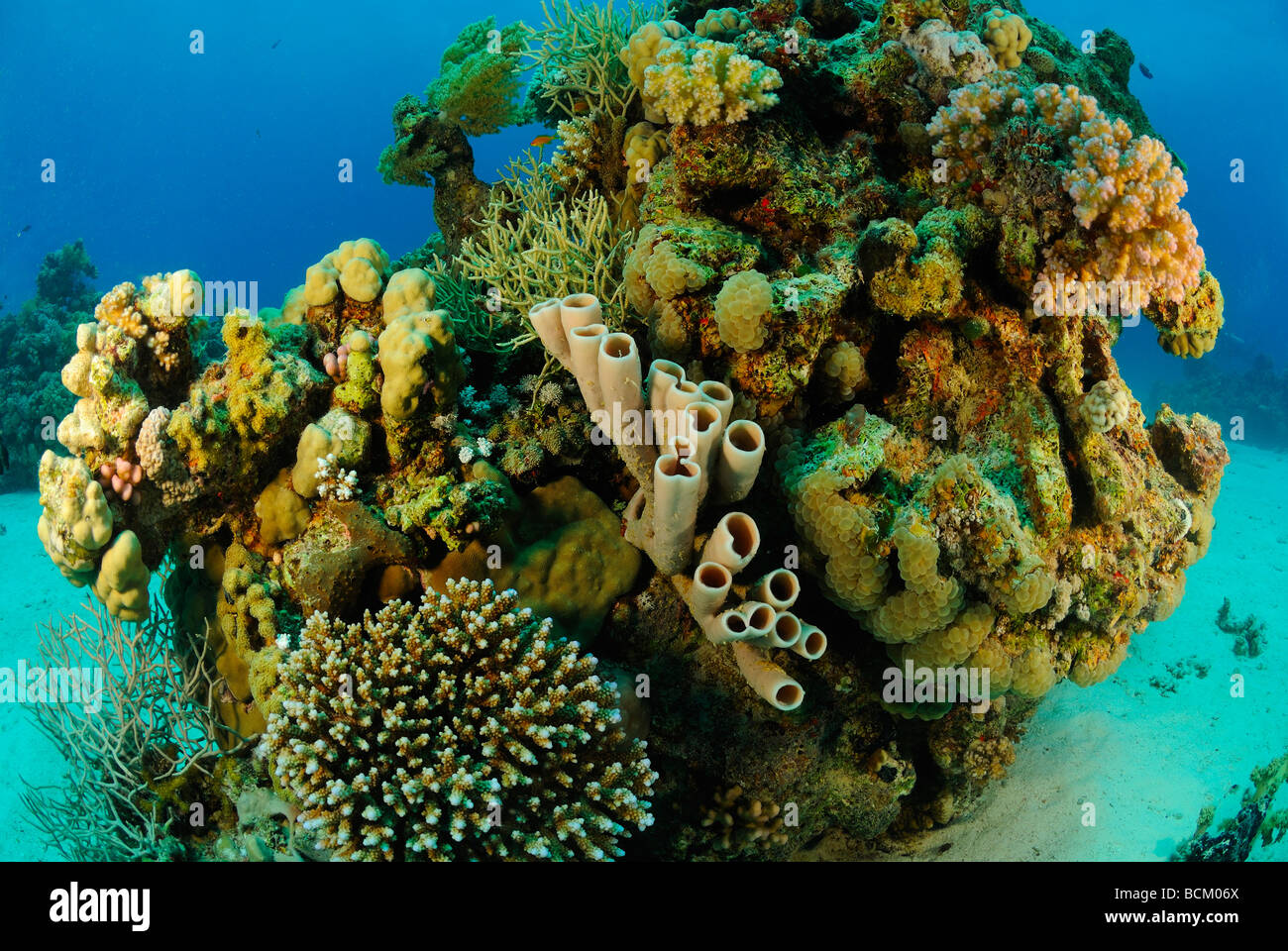 Head a coral reef in the Red Sea Stock Photo - Alamy