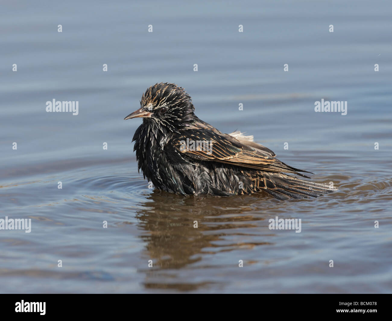 Starling, sitting in shallow blue water Stock Photo - Alamy