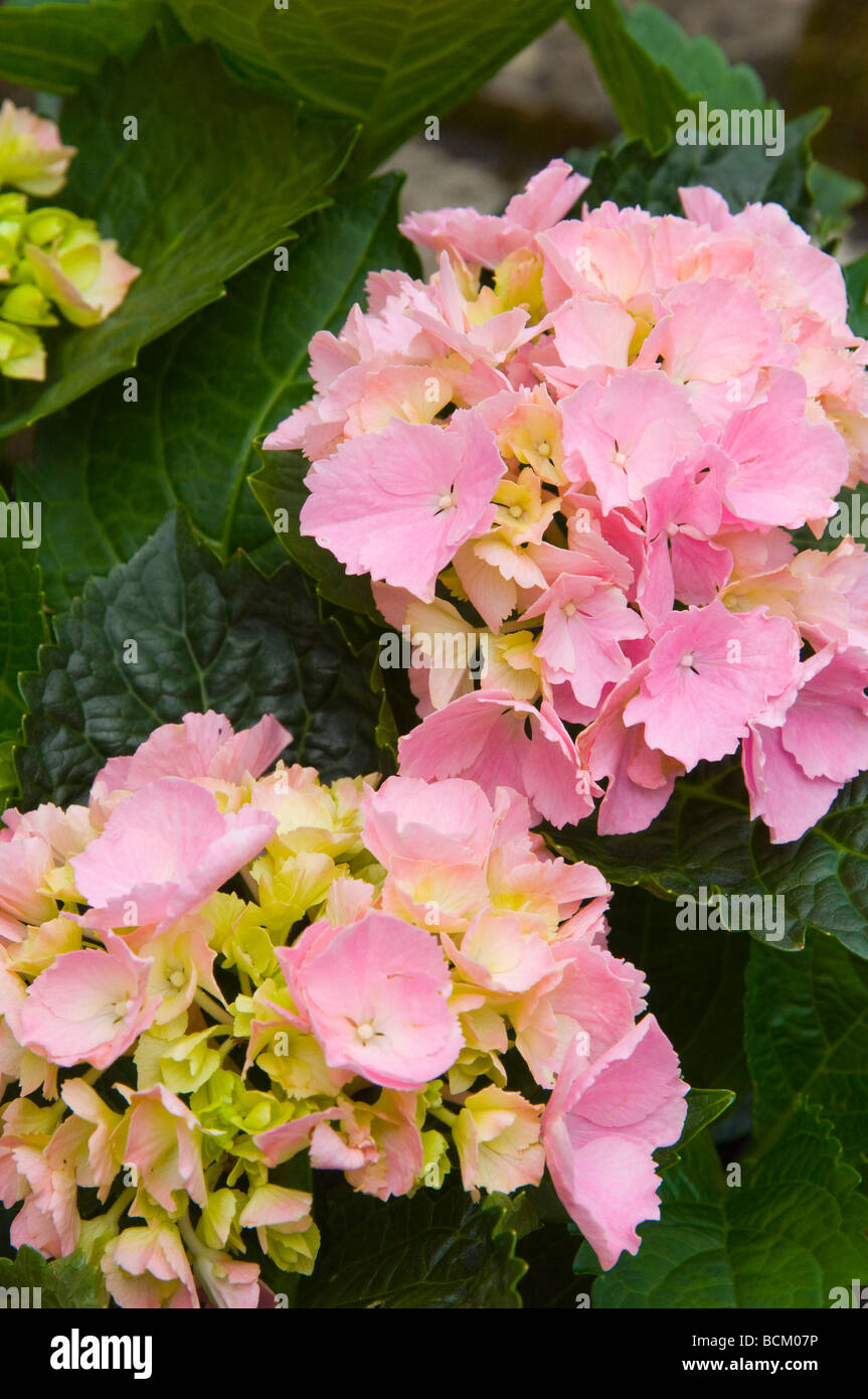 Pink flowering hydrangea - close up view Stock Photo - Alamy