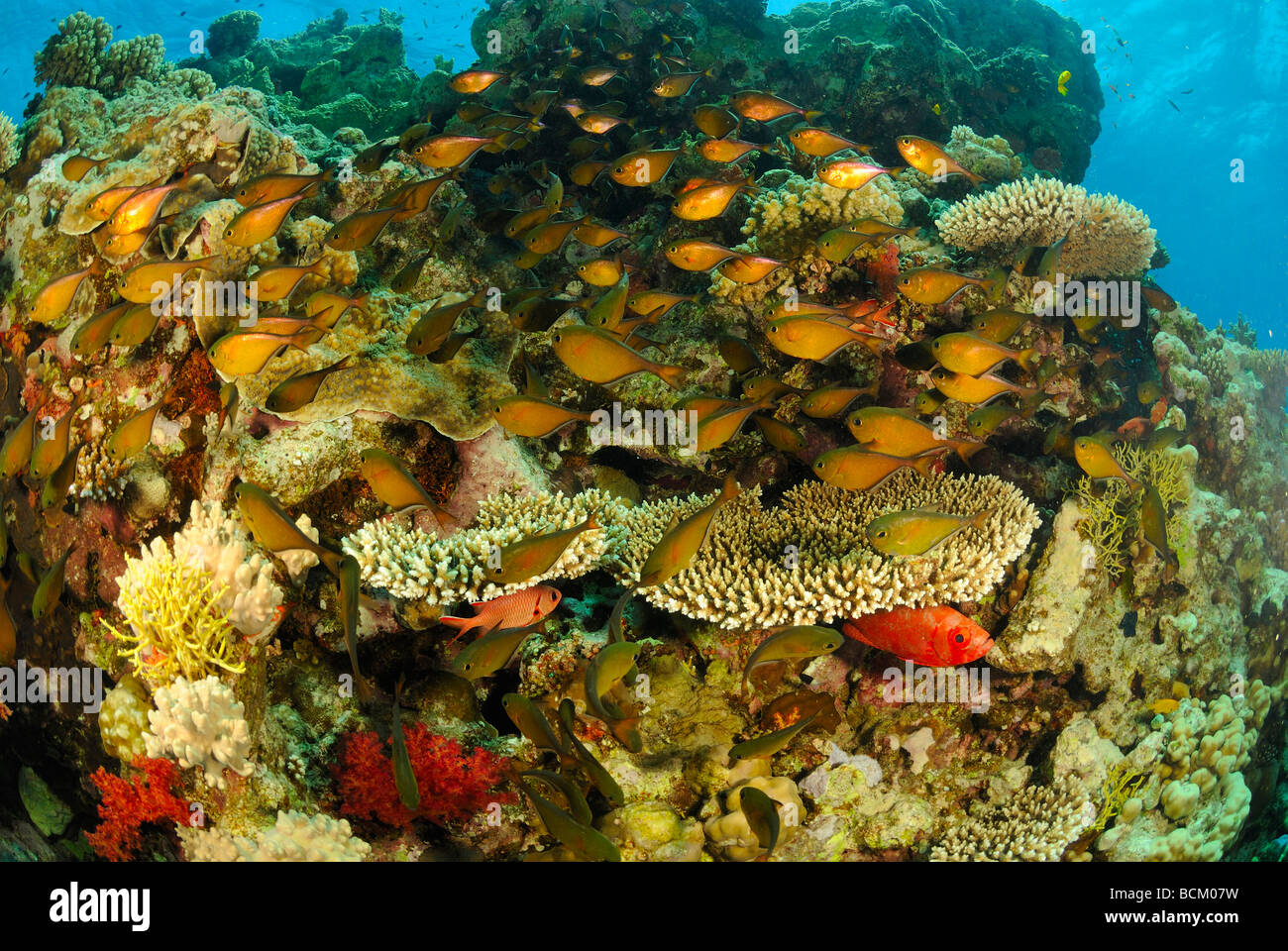 School of dusky sweeper off Hurghada, Egypt Stock Photo - Alamy