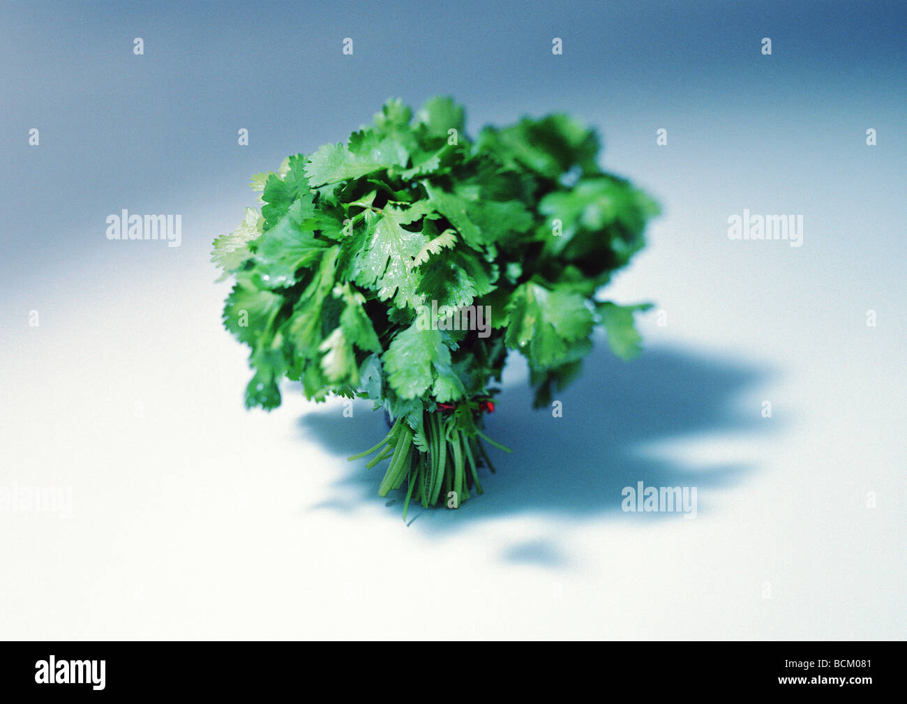 Cilantro bunches hi-res stock photography and images - Alamy