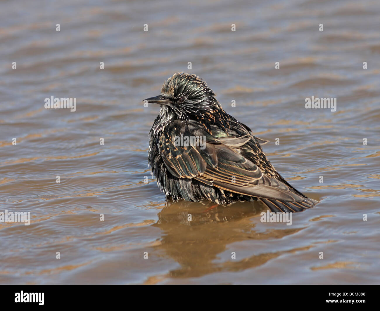 Starling, sitting in shallow water Stock Photo - Alamy