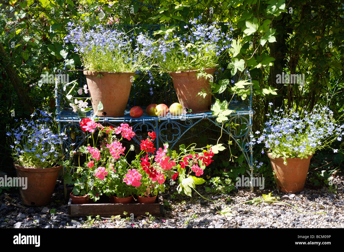Geraniums lobelia hi-res stock photography and images - Alamy