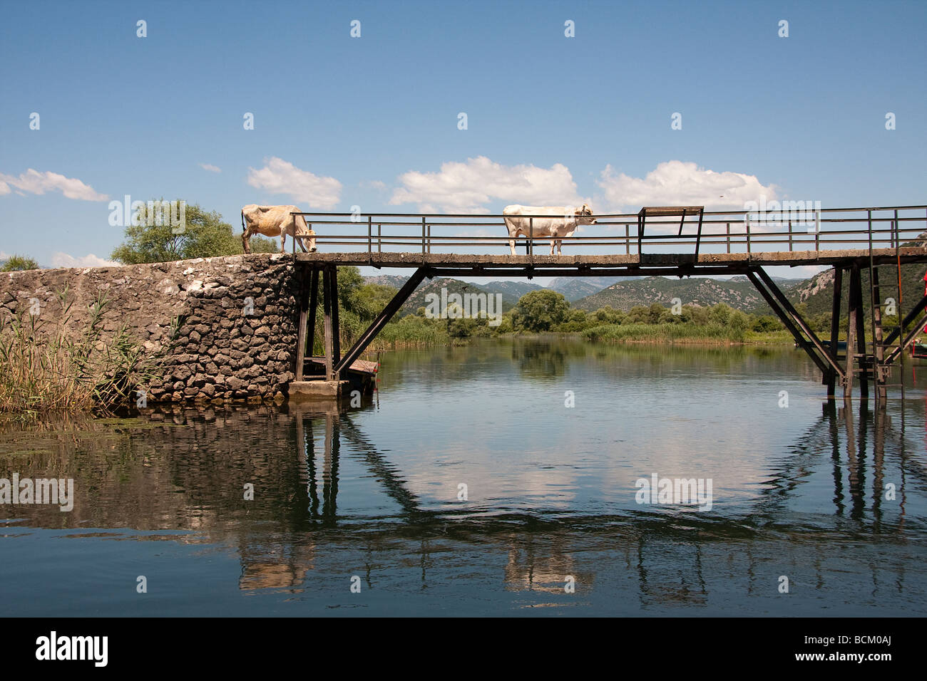 cows crossing a bridge over a narrow part of Lake Skadar Montenegro ...