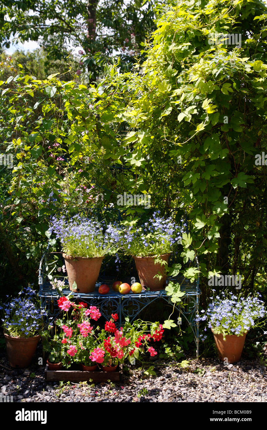 Blue lobelia in terracotta pots on garden bench with pink geraniums in ...