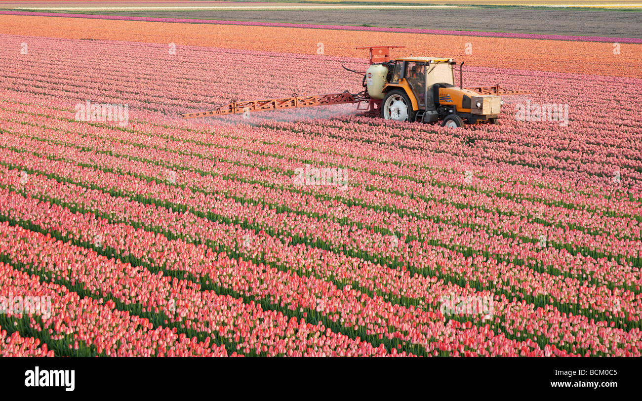 Bulb holland tractor spraying hi-res stock photography and images - Alamy