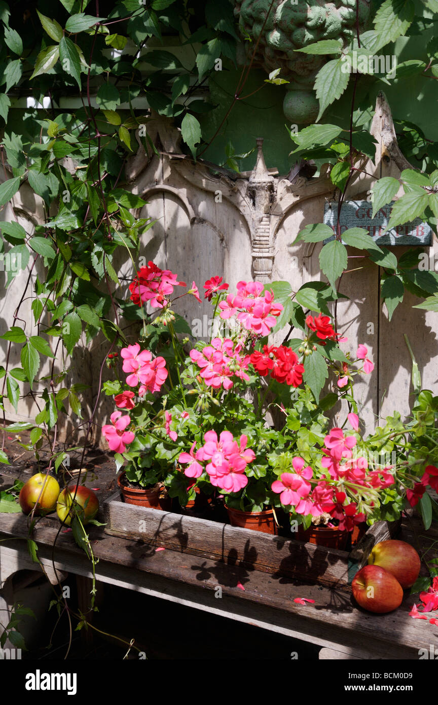 Wooden tray of pink and red geraniums on ornate wooden pew bench ...