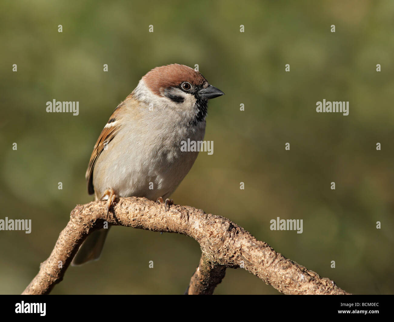 Lone sparrow hi-res stock photography and images - Alamy
