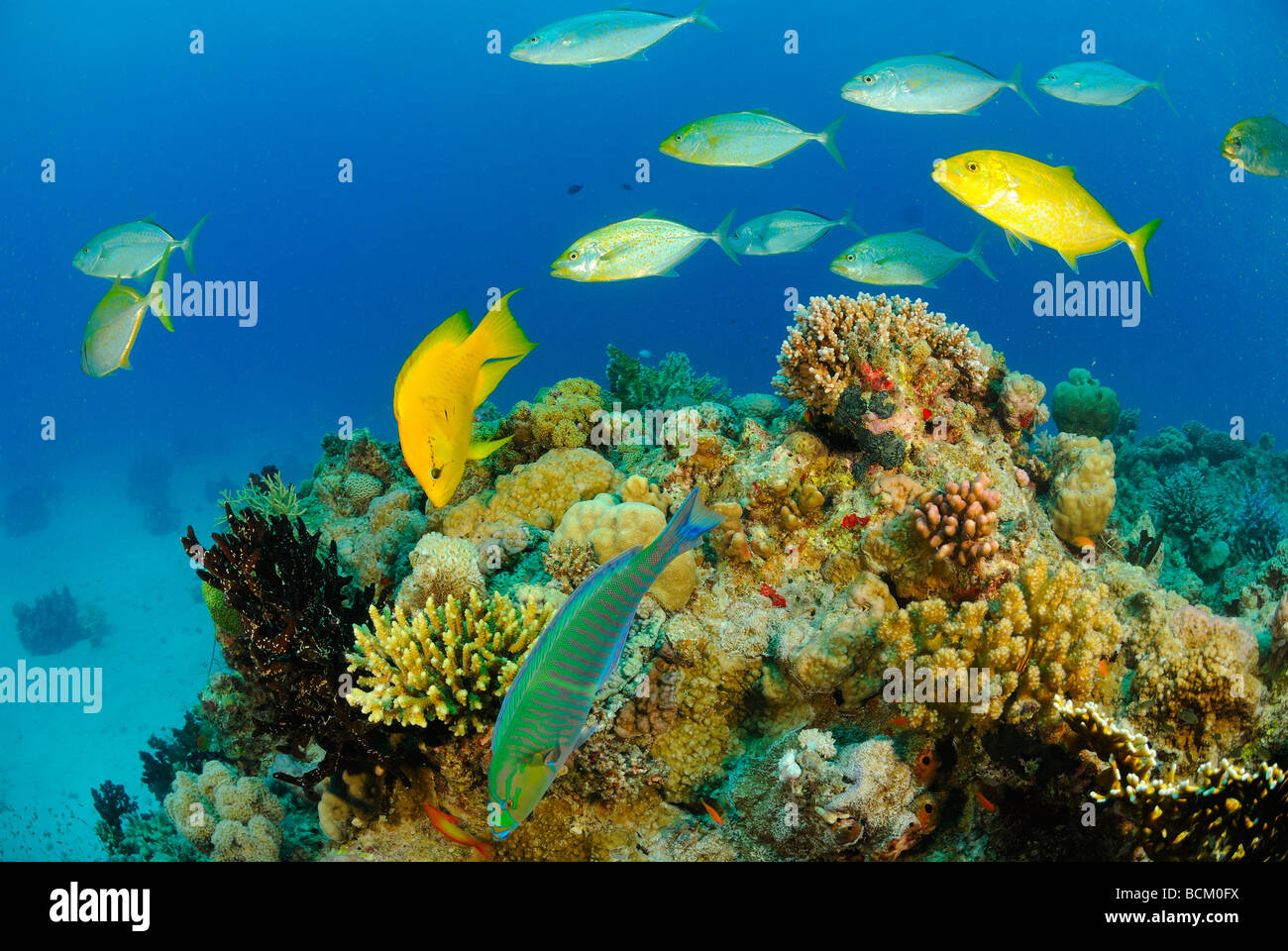 Spotted trevally hi-res stock photography and images - Alamy