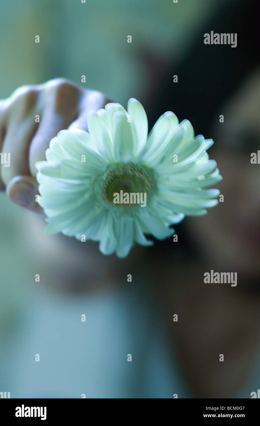 Handing out flowers hi-res stock photography and images - Alamy