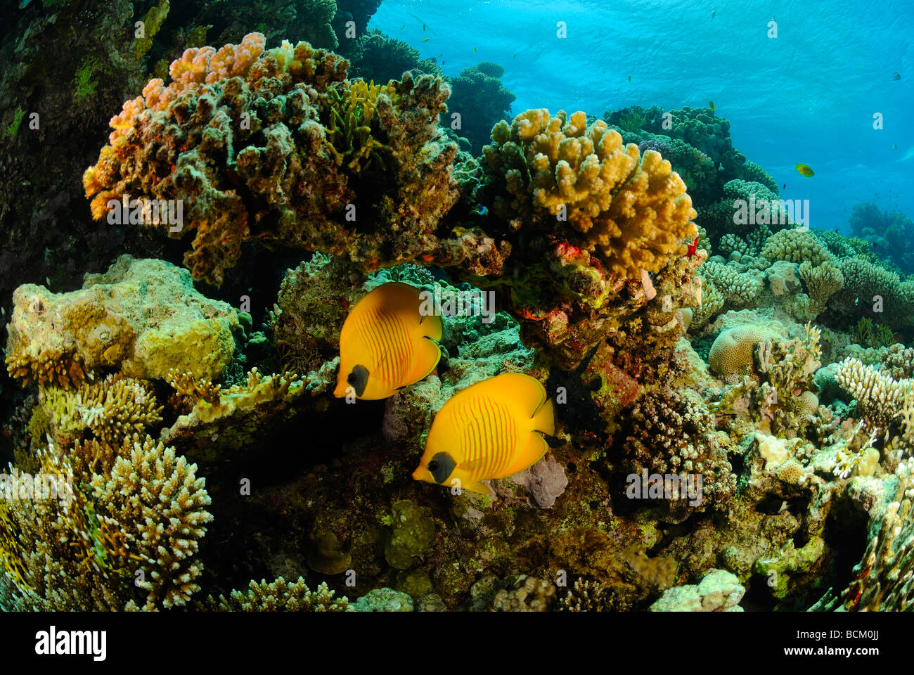 Couple of bluecheek butterflyfish off Hurghada, Egypt Stock Photo - Alamy