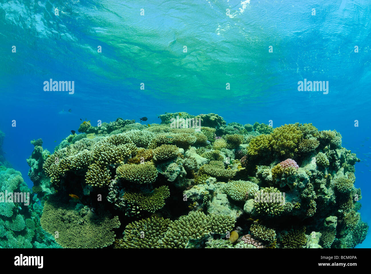 Marine life panorama coral reef hi-res stock photography and images - Alamy