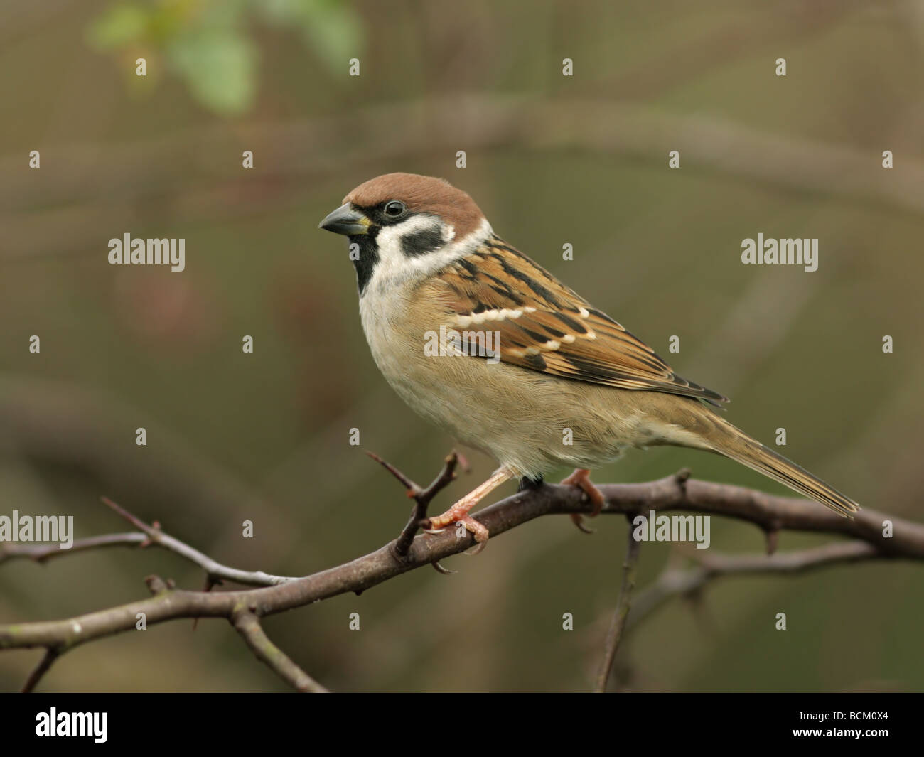 Sparrow perched on branch hi-res stock photography and images - Alamy