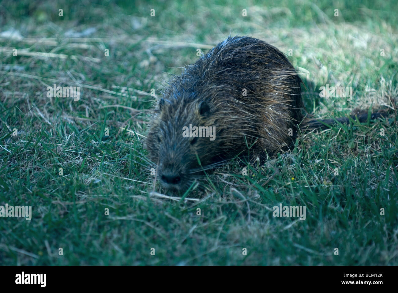 Argentina coypu hi-res stock photography and images - Alamy