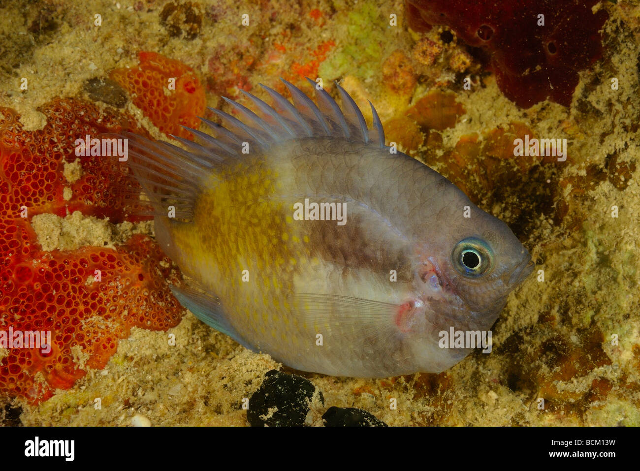 Yellowfin Damsel