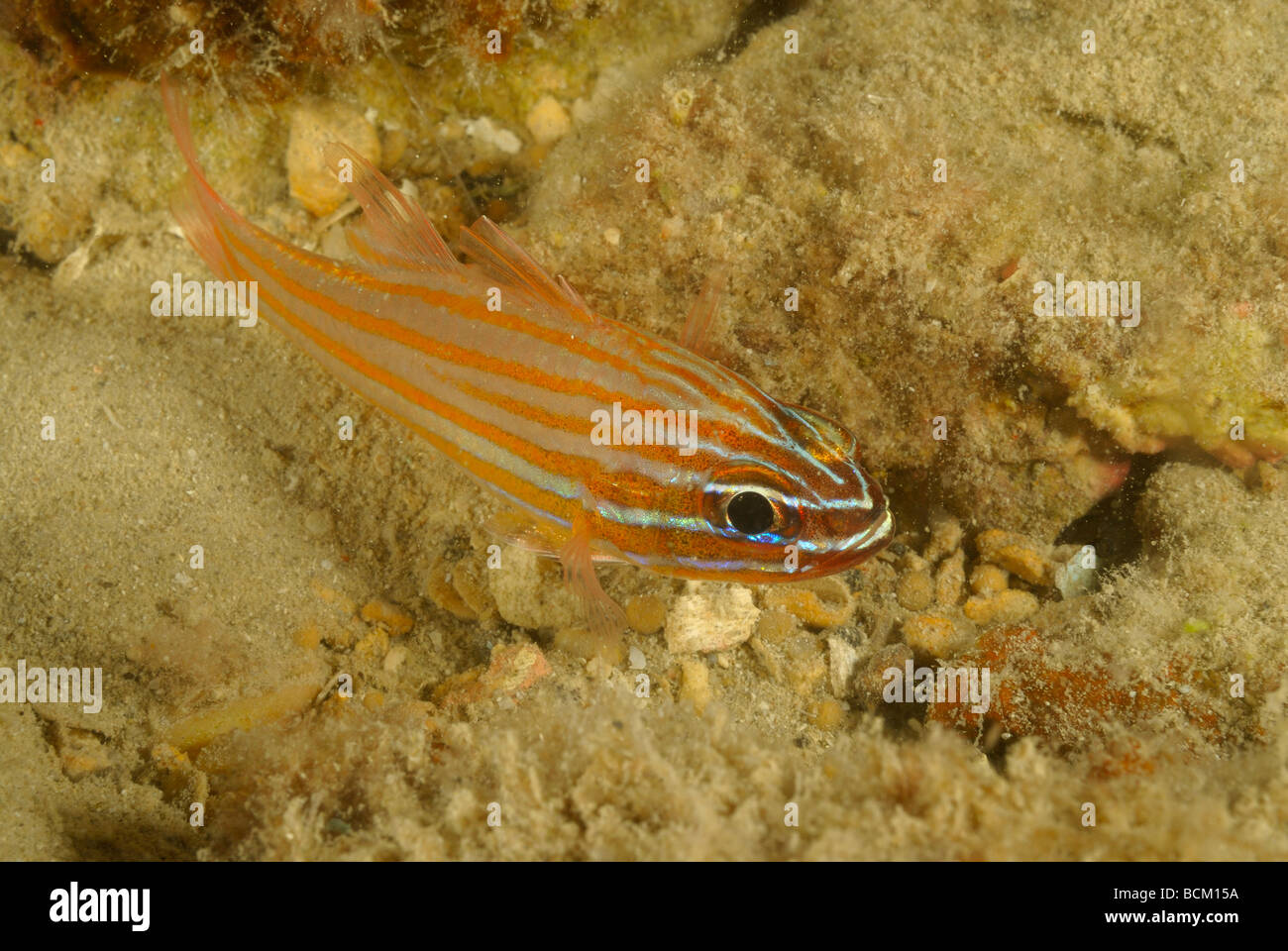 Large toothed cardinalfish off Hurghada, Egypt Stock Photo - Alamy