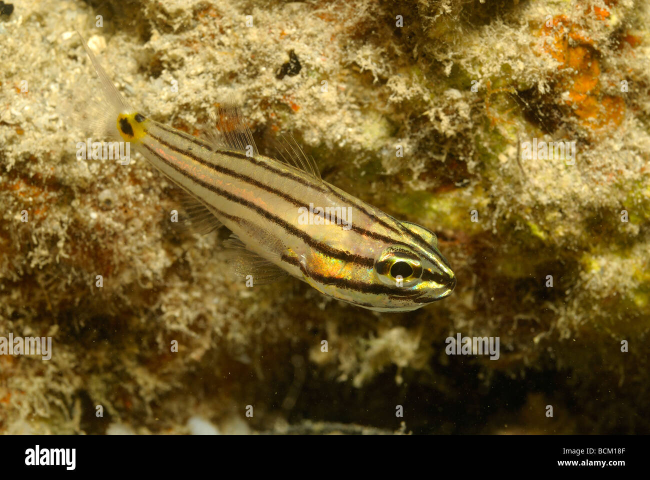 Five-lined cardinalfish off Hurghada, Egypt Stock Photo - Alamy