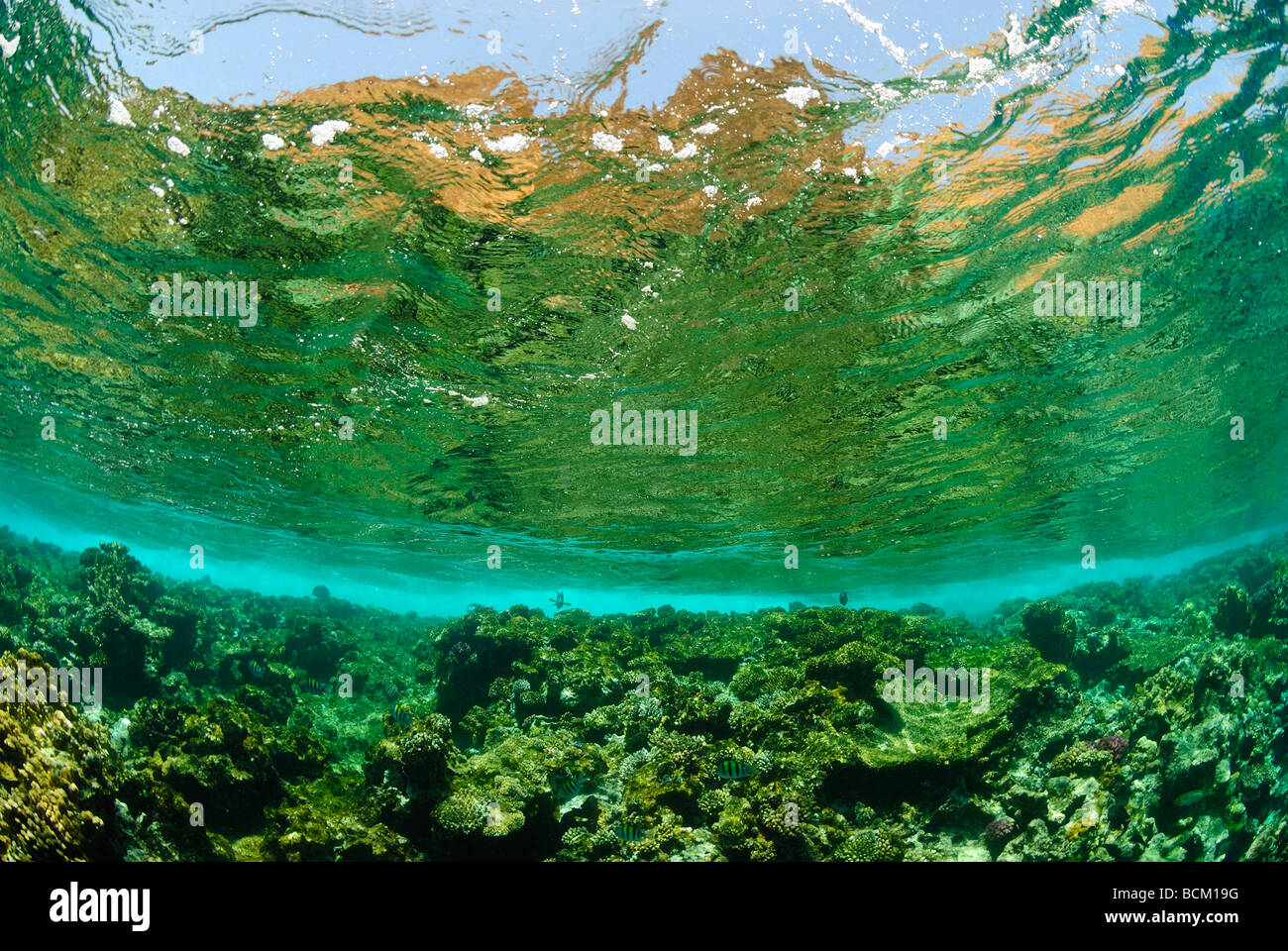 Top of a coral reef close to surface in the Red Sea Stock Photo - Alamy