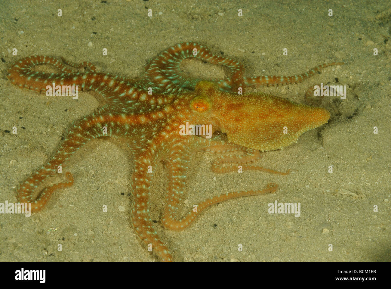 Grass octopus moving on the sand in the Red Sea Stock Photo - Alamy