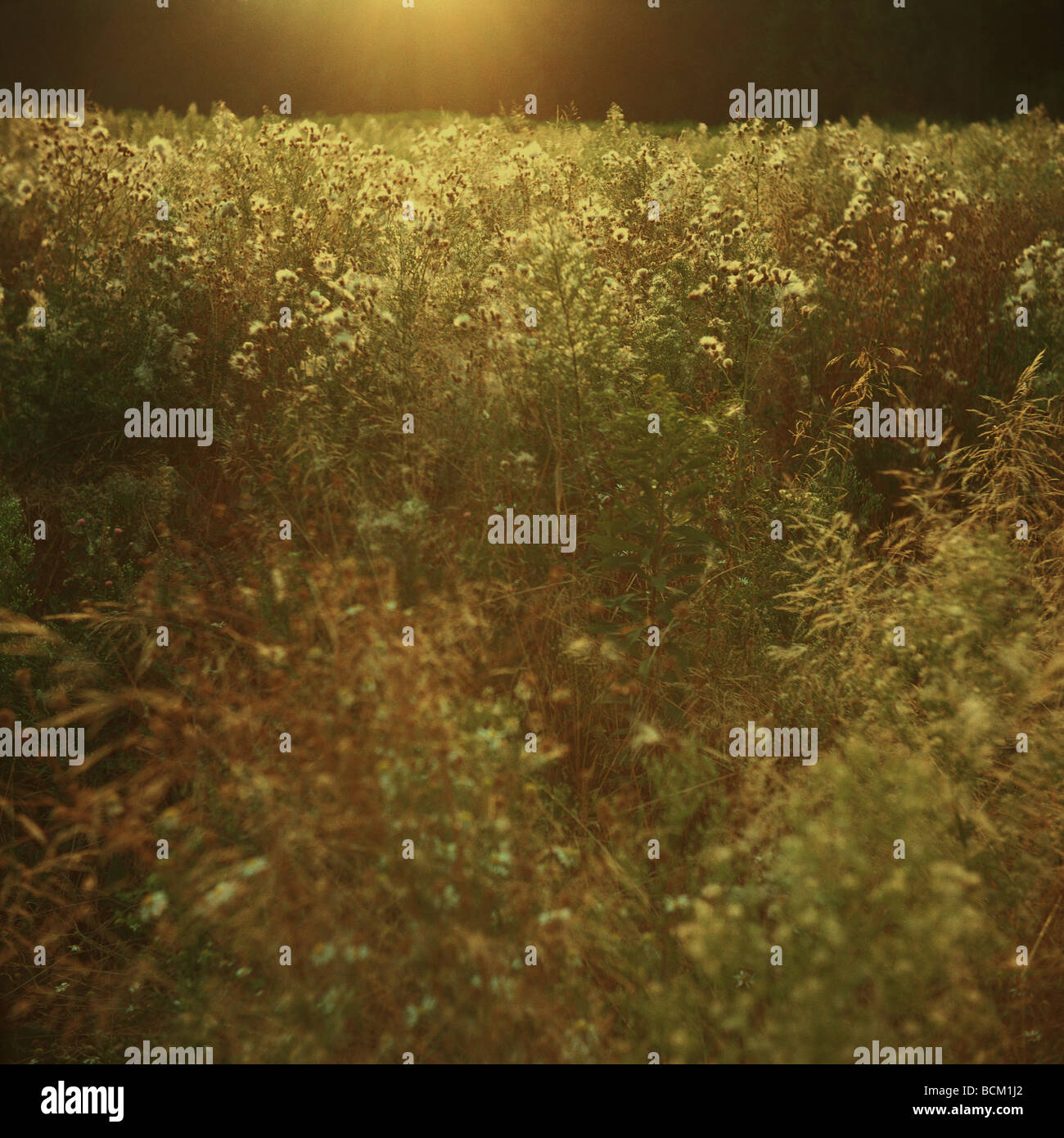 Field with high vegetation Stock Photo - Alamy
