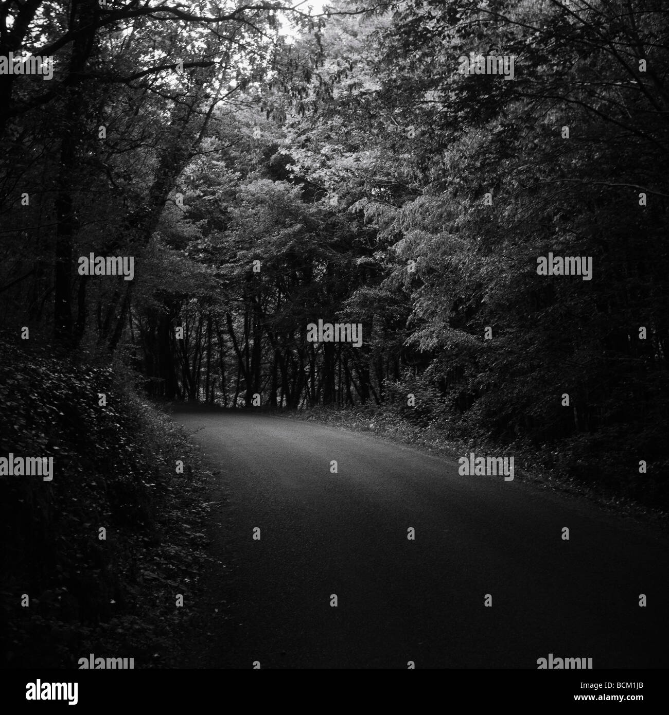 Empty road through woods, black and white Stock Photo - Alamy