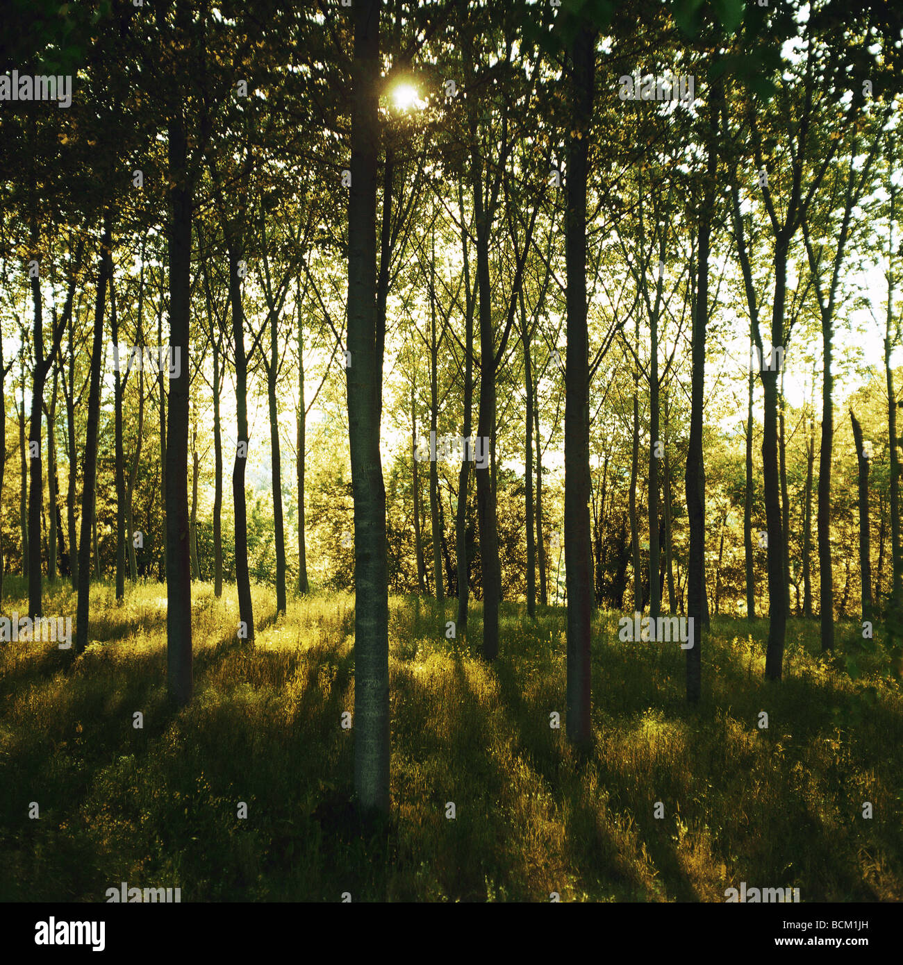 Sunlight shining through woods Stock Photo - Alamy
