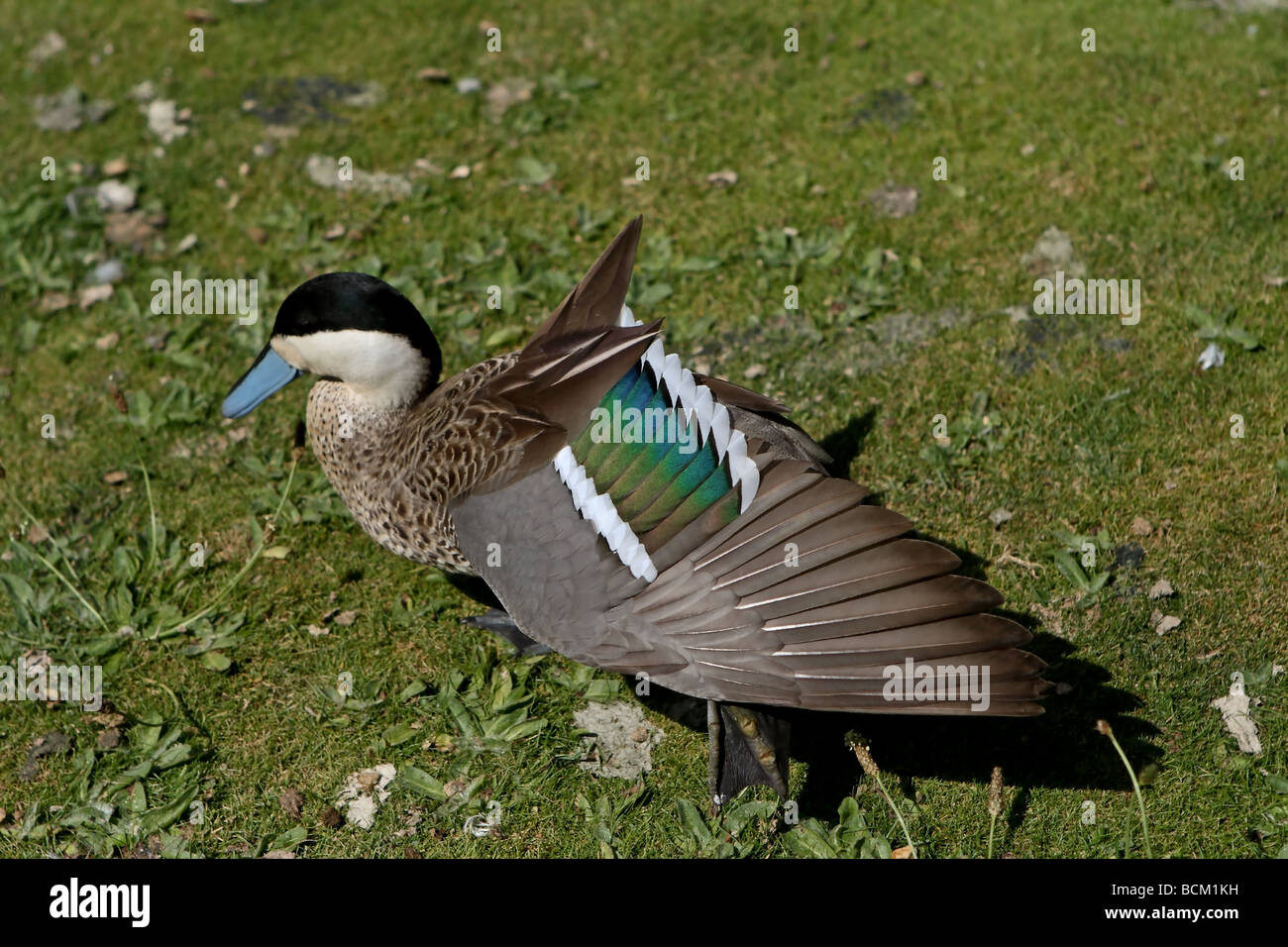 Puna Teal (Anas puna Stock Photo - Alamy