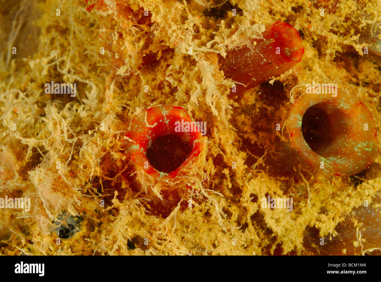 Giant Tunicate on a reef in the Red Sea Stock Photo - Alamy