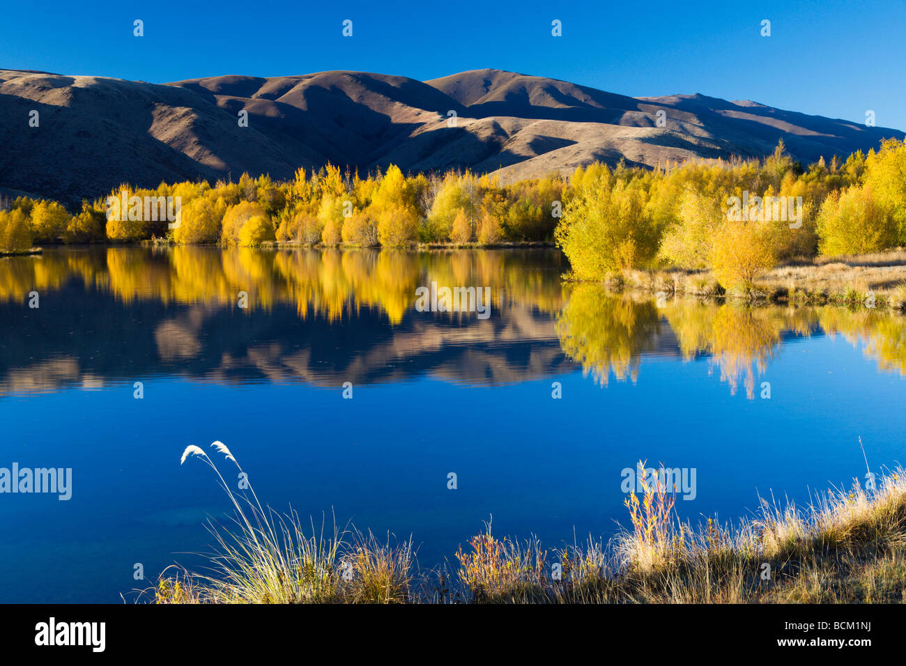 Vibrant golden autumn fall colours in a lake near Twizel Canterbury ...