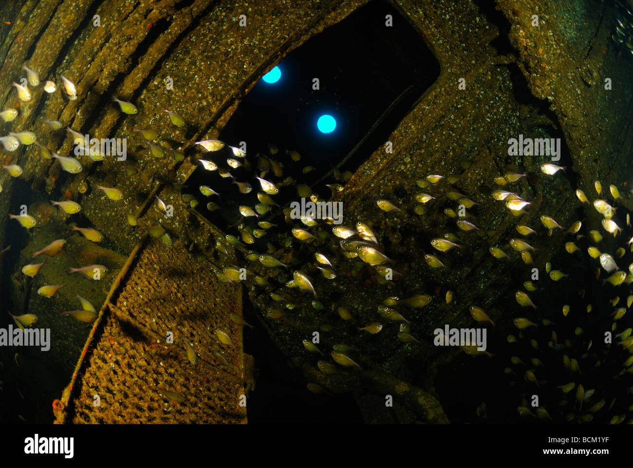 School of dusky sweeper, Ghiannis D. shipwreck in the Red Sea Stock ...