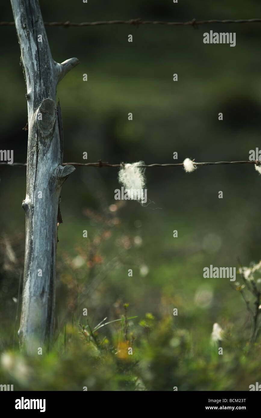 Animal fur on barbed wire fence hi-res stock photography and images - Alamy
