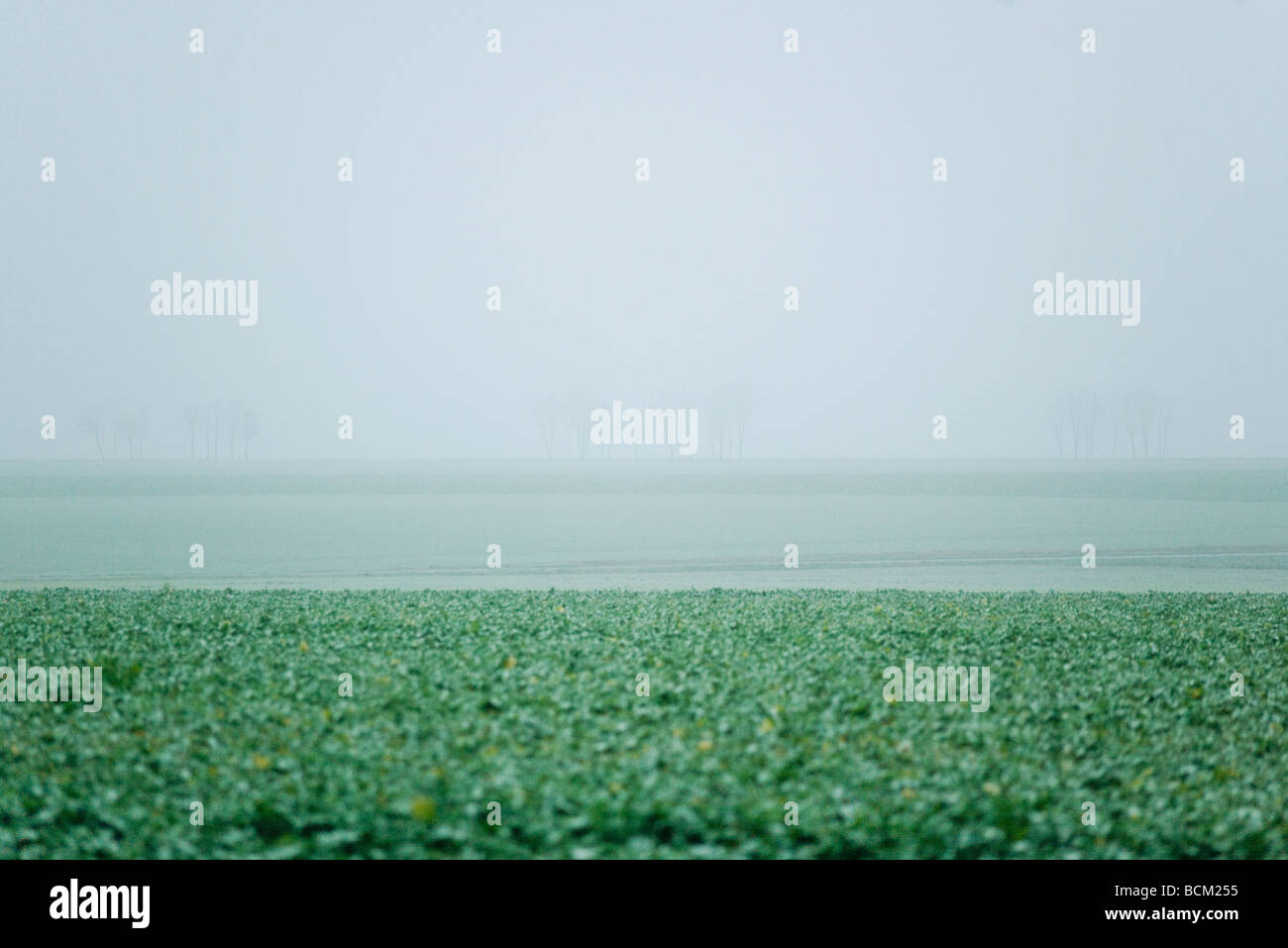 Rural field in foggy landscape Stock Photo - Alamy