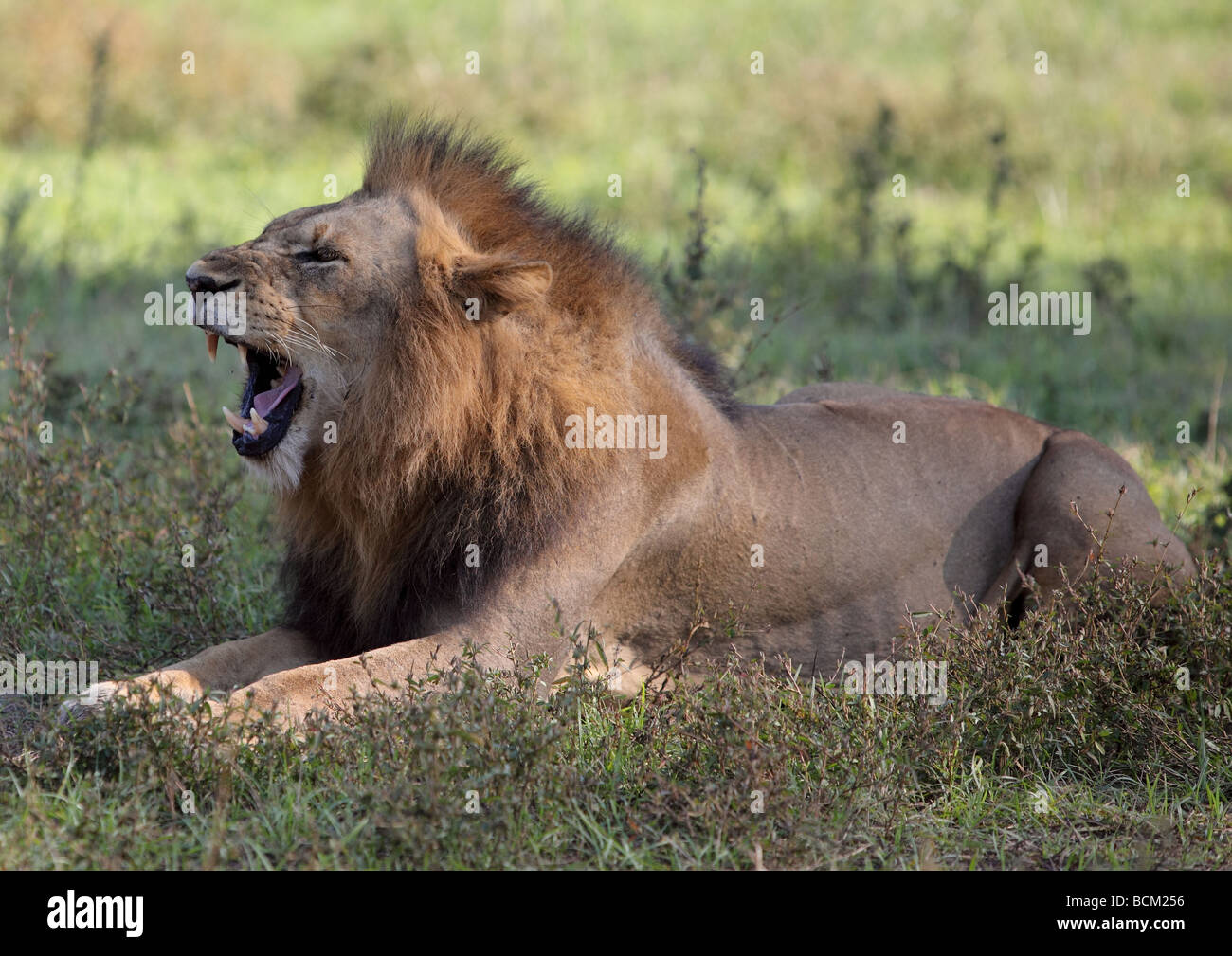 Lion pride panthera leo and tourists hi-res stock photography and ...