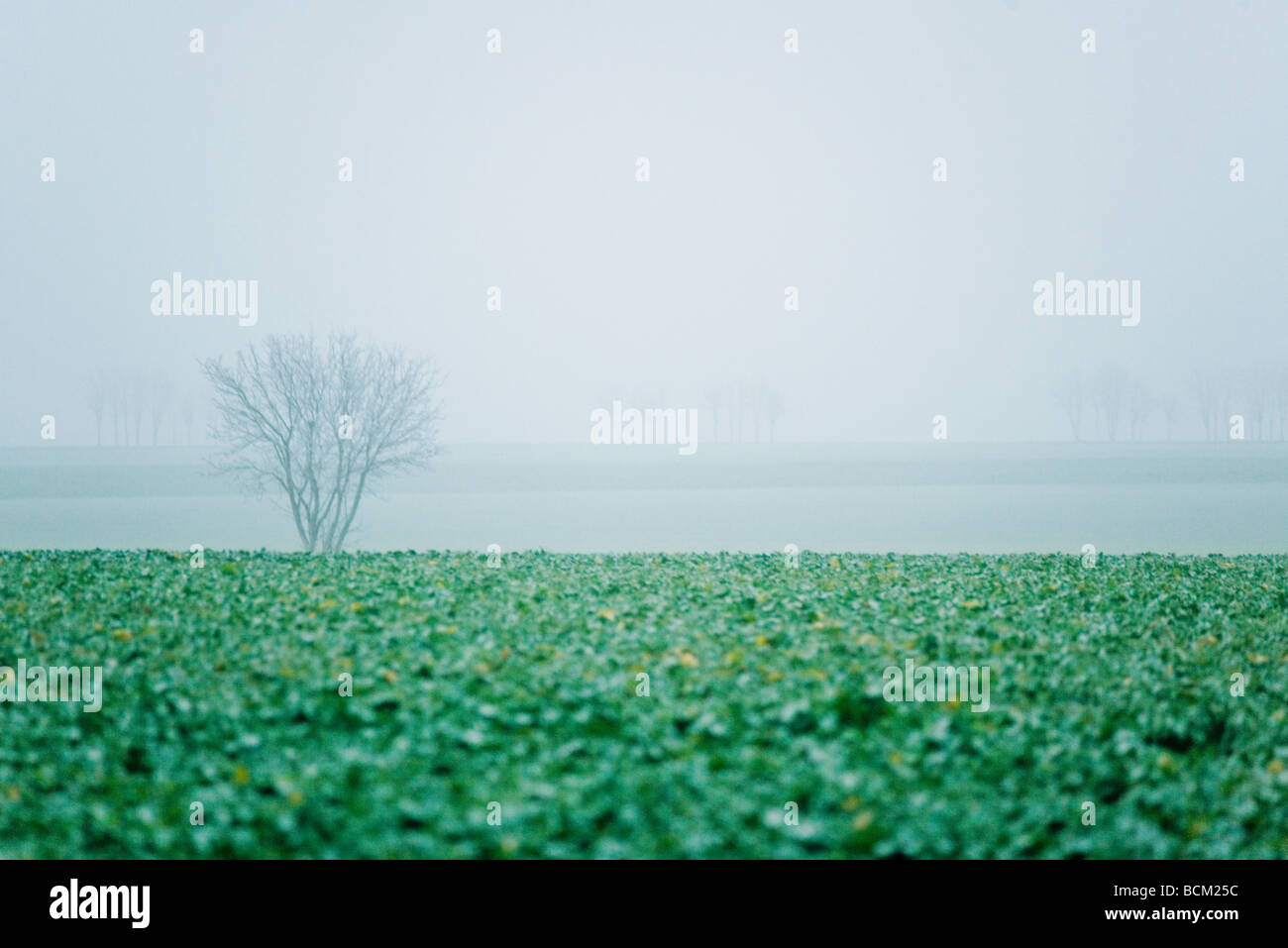Foggy landscape, tree in background Stock Photo - Alamy