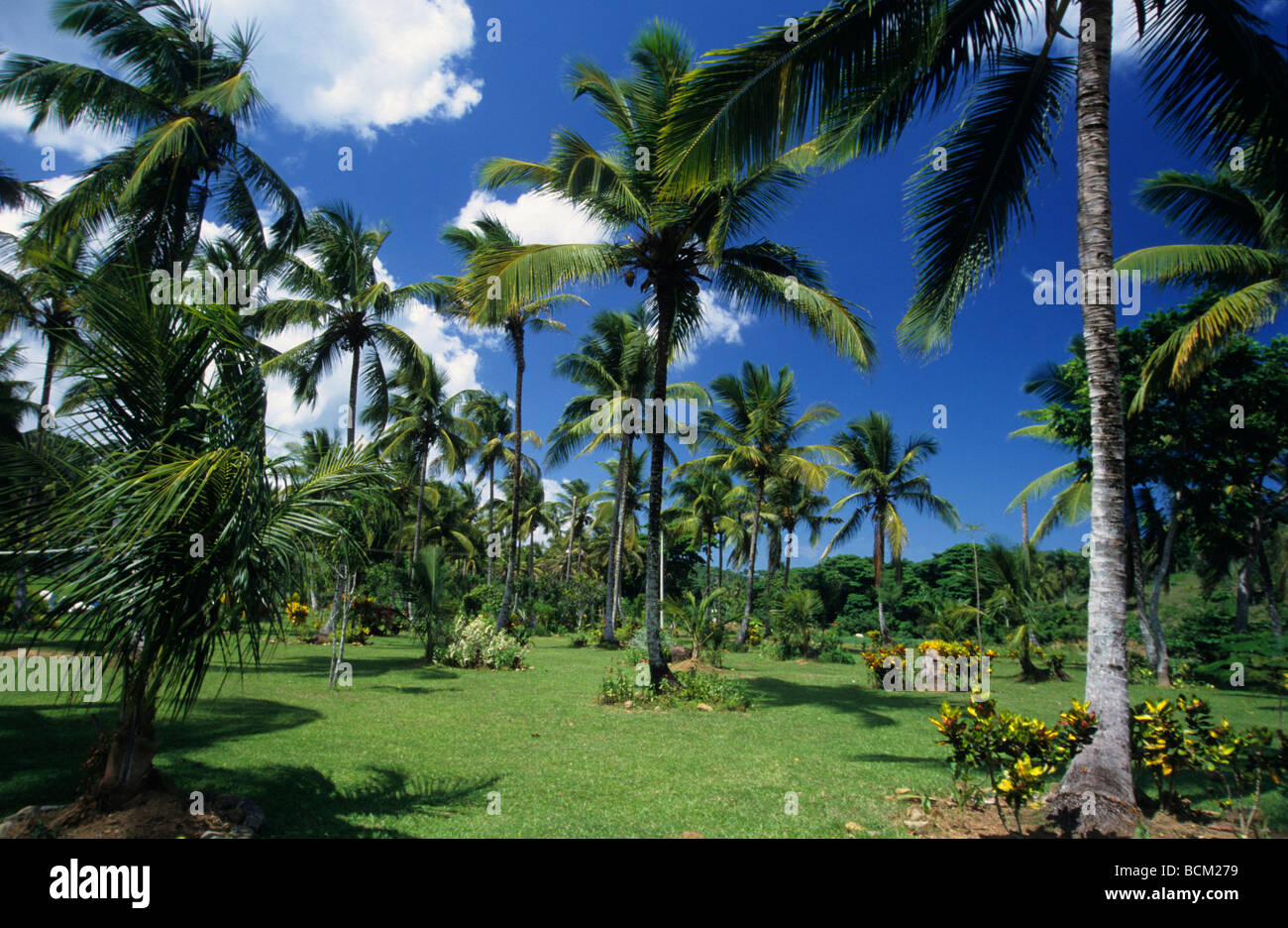 Garden palm trees. La Altagracia province, Dominican Republic Island ...