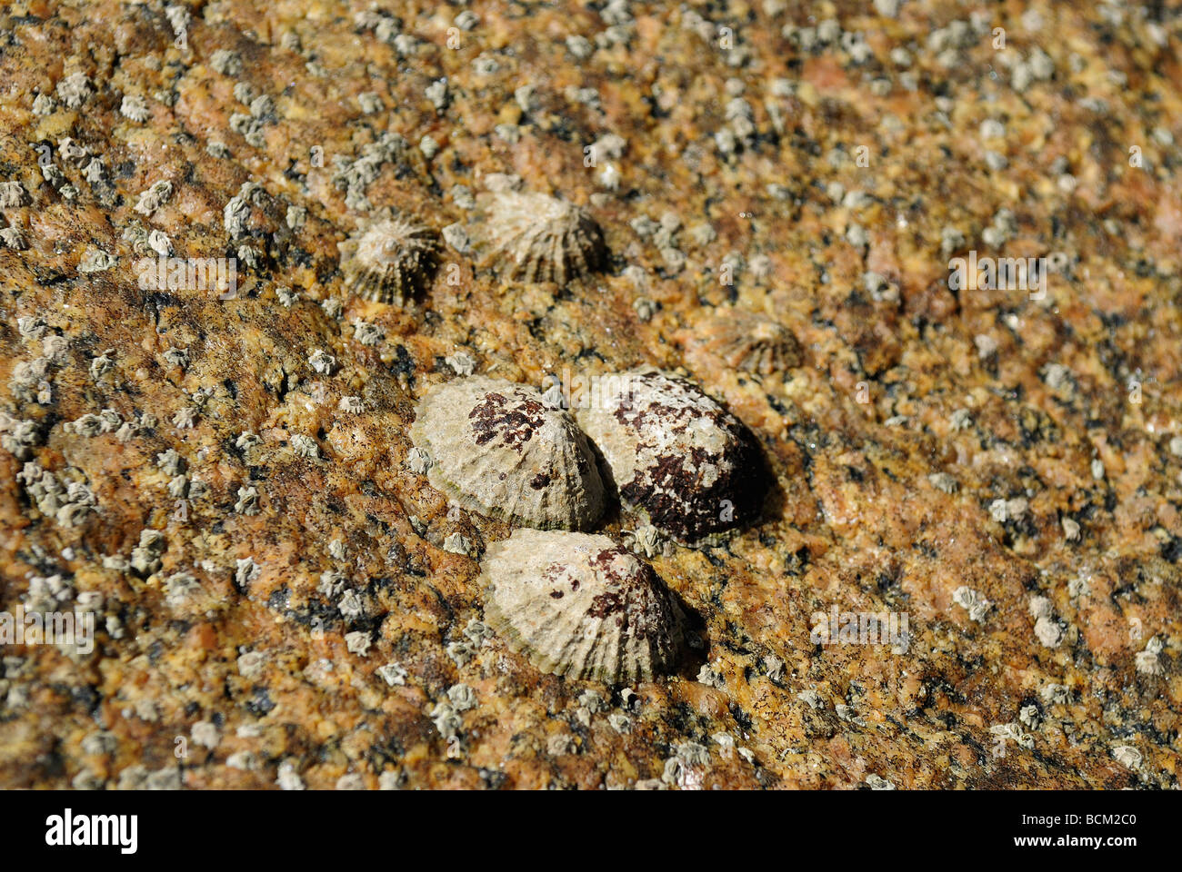 Common limpets on a rock in the Bay of Morlaix, France Stock Photo - Alamy
